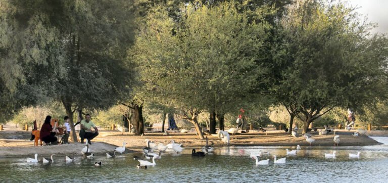Al Qudra Lakes: A Hidden Gem in the Desert—Top-Rated Spots